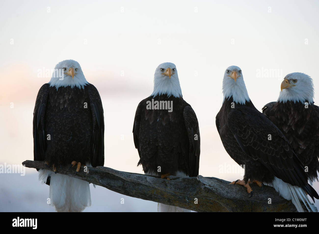 Four bald eagles hi-res stock photography and images - Alamy