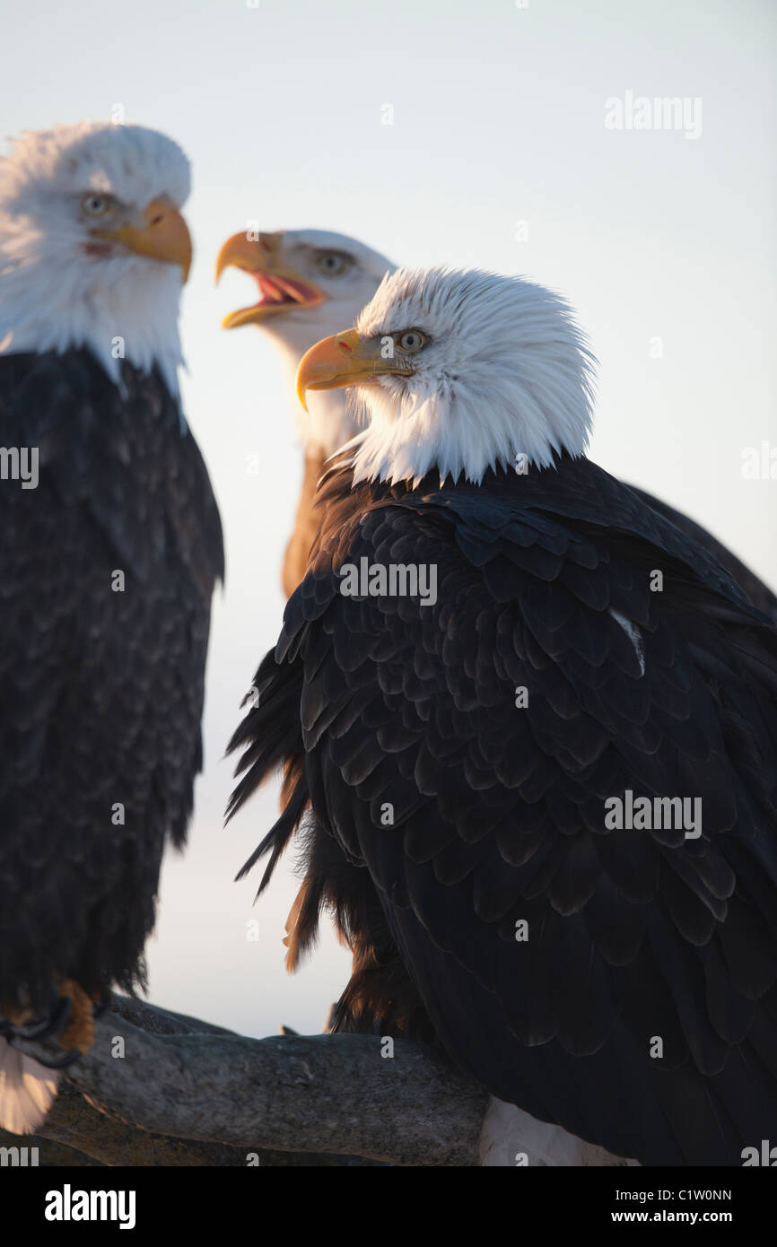 Close-up of three Bald eagles (Haliaeetus leucocephalus Stock Photo - Alamy