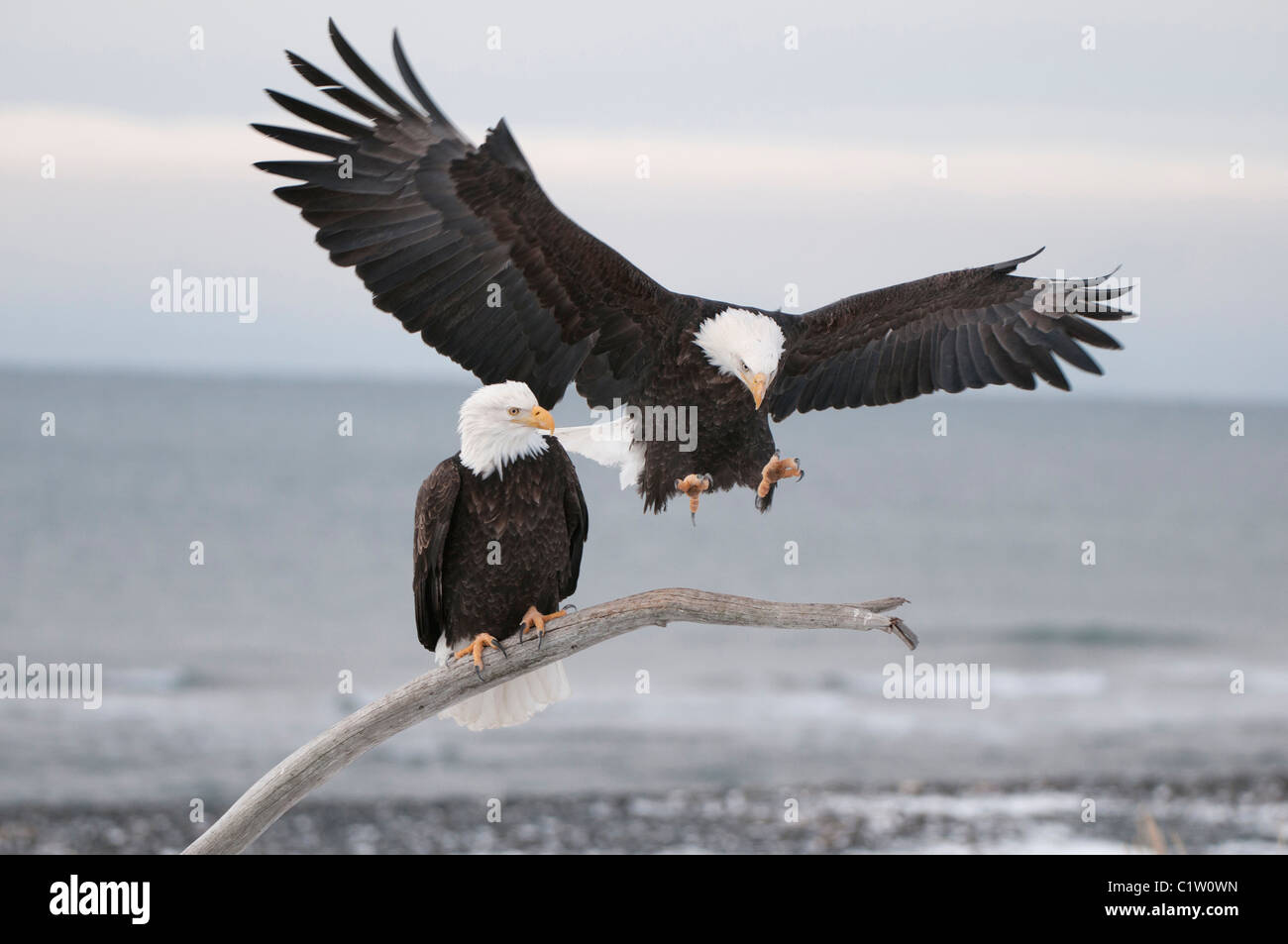 Bald eagle landing on branch hi-res stock photography and images - Alamy