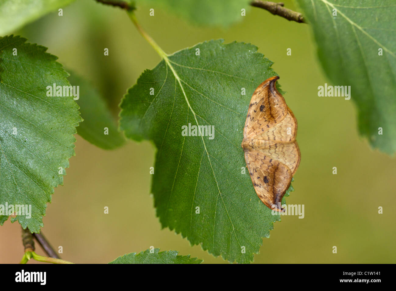 Pebble Hook-Tip (Drepana falcataria falcataria Stock Photo - Alamy