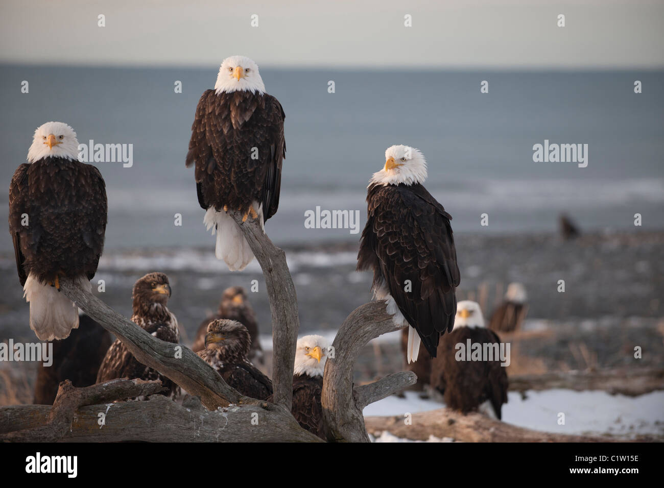 Bald eagles flock coast haliaeetus hi-res stock photography and images - Alamy