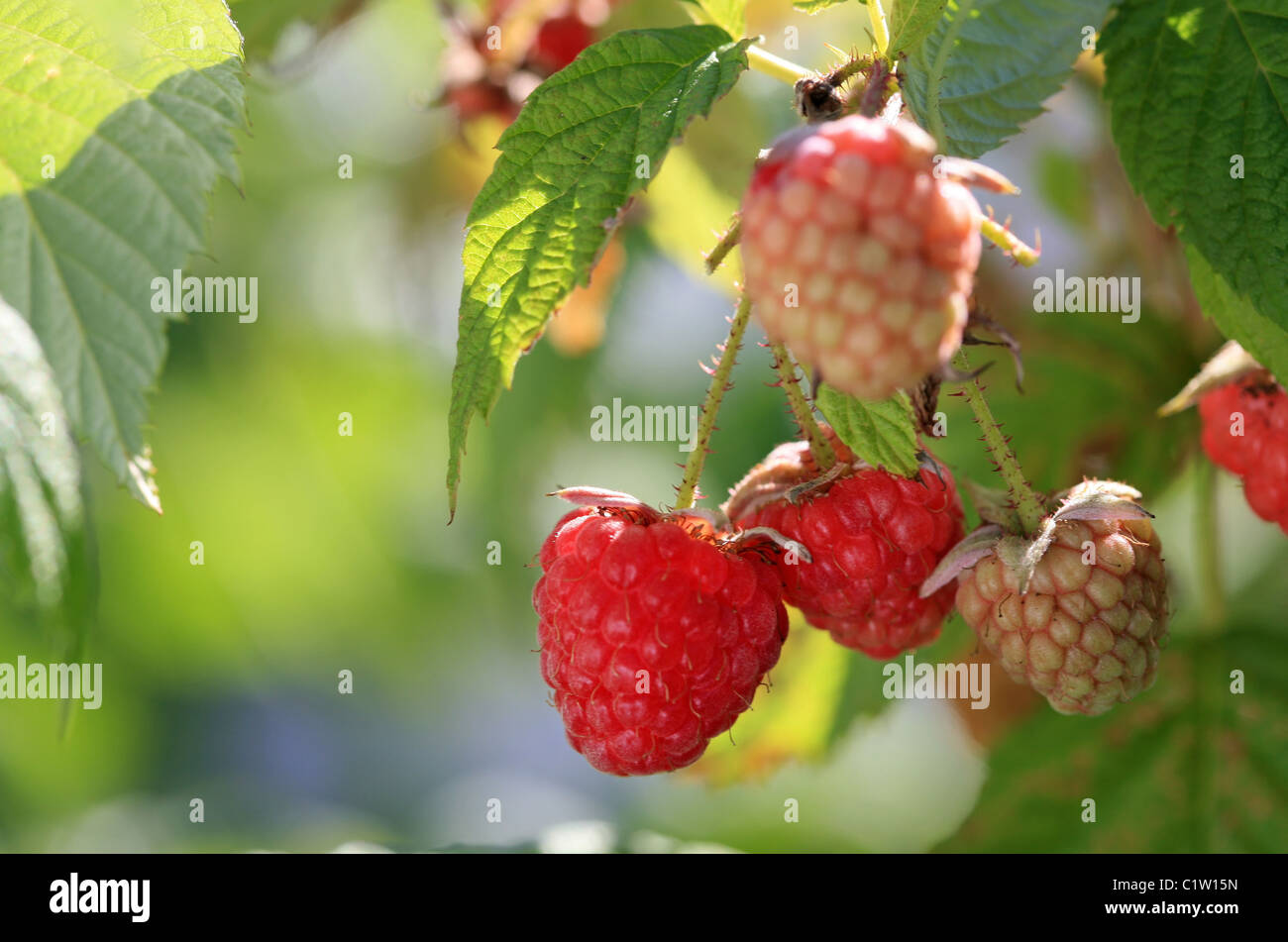 Raspberry bush thorn branch hi-res stock photography and images - Alamy