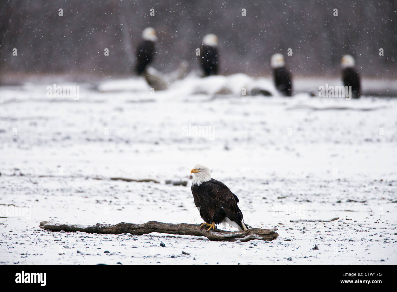 A bald eagle sits on a log on the banks of the Chilkat River with four ...