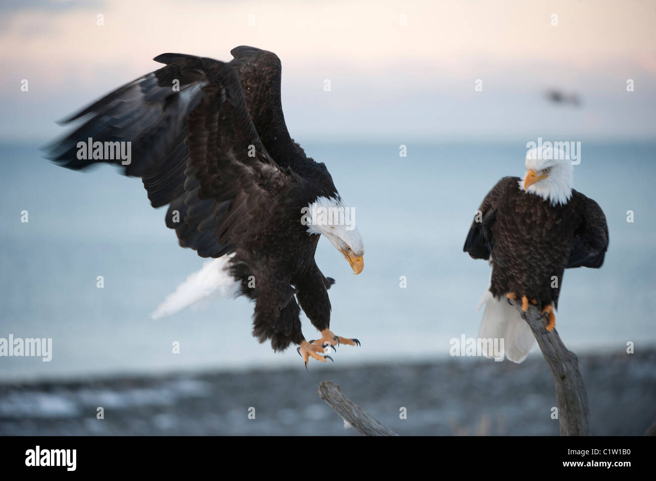 Bald eagle landing on branch hi-res stock photography and images - Alamy