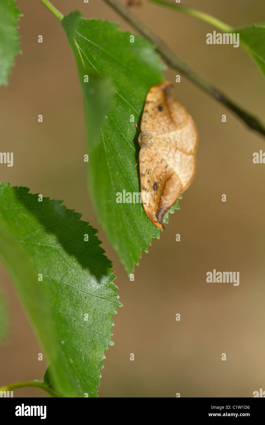 Pebble Hook-Tip (Drepana falcataria falcataria Stock Photo - Alamy