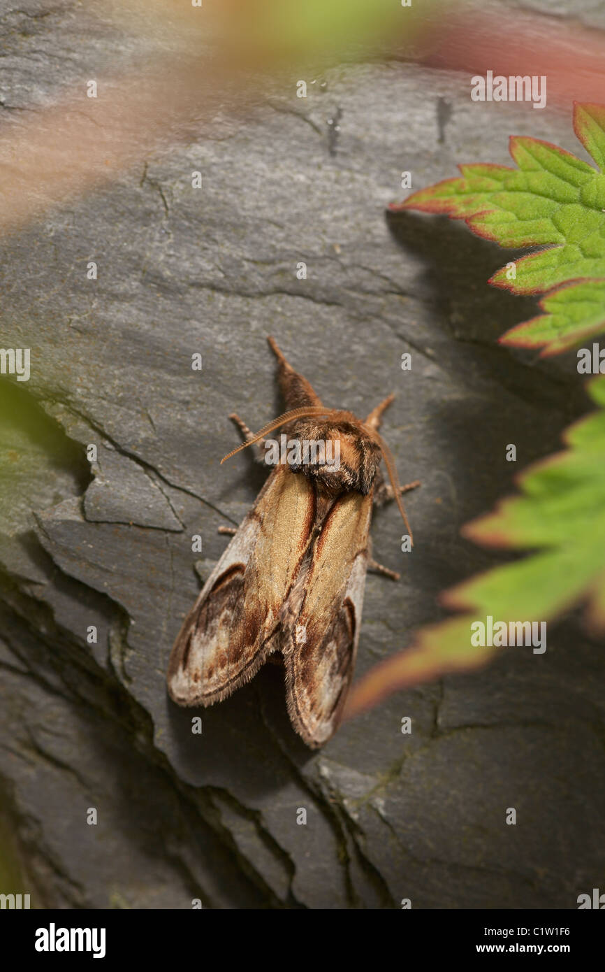 Pebble prominent notodonta ziczac moth hi-res stock photography and ...
