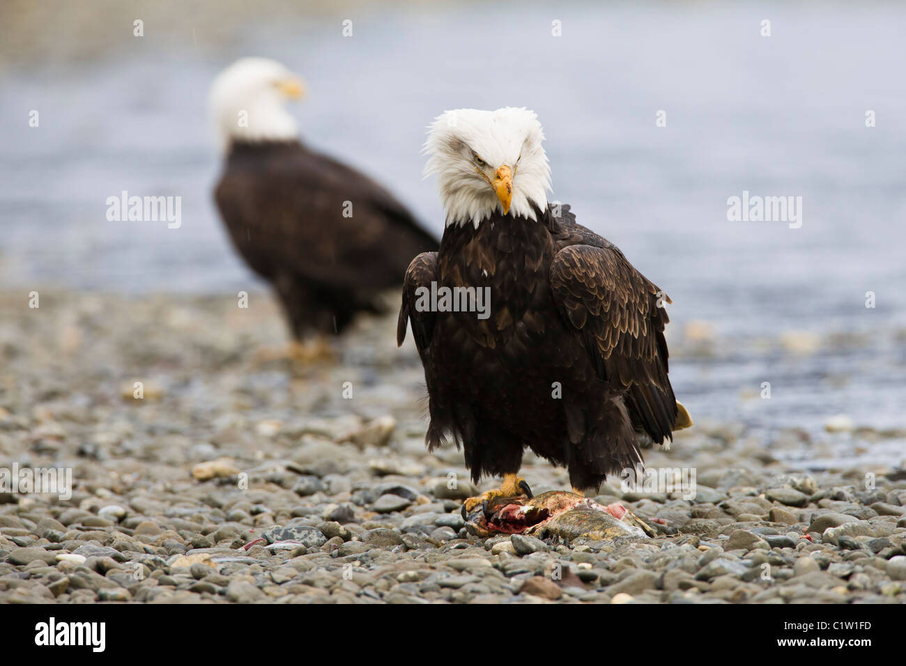 A bald eagle with a salmon feeds on the bank of the Chilkat River in ...