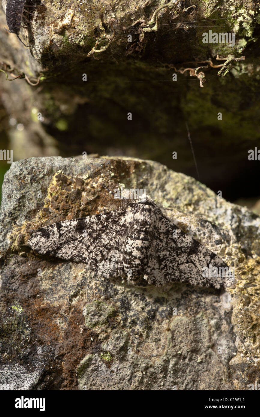 Peppered Moth (Biston betularia f. typica) a pale or white-bodied ...