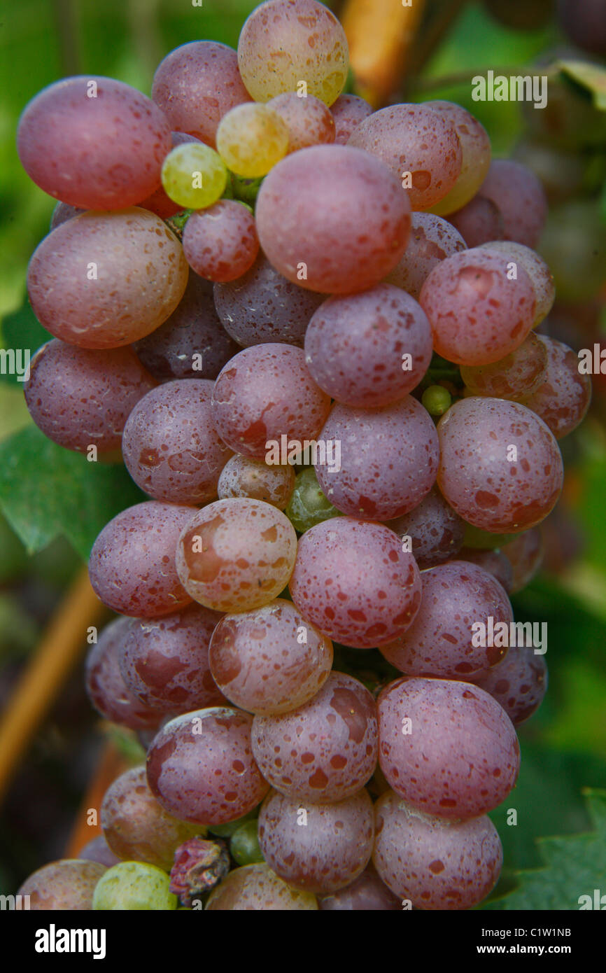Grape close up Stock Photo - Alamy