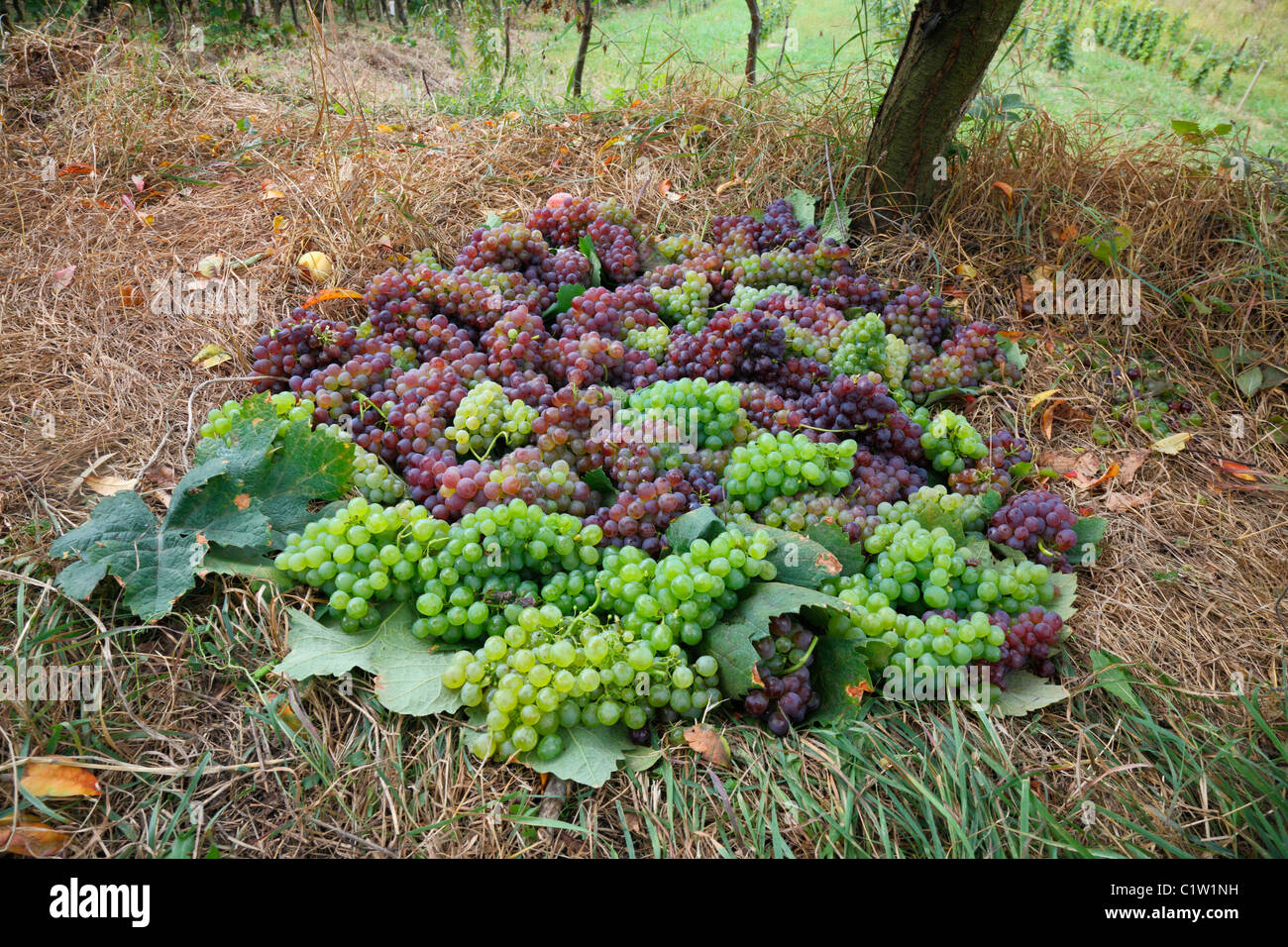Vine grape bunch ground hi-res stock photography and images - Alamy