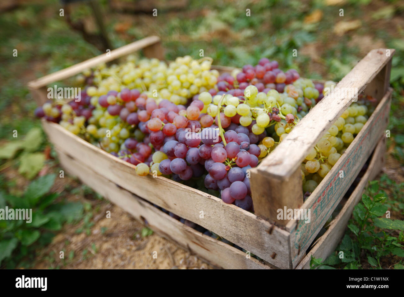 Box with grapes Stock Photo - Alamy