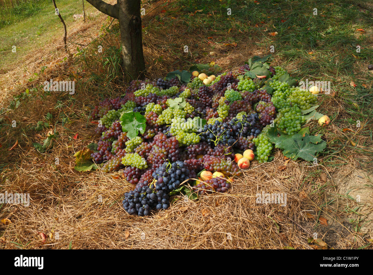 Vine Grape Bunch Ground High Resolution Stock Photography and Images ...