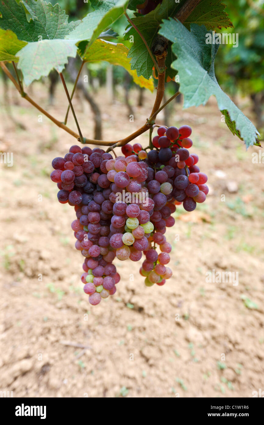One grape hi-res stock photography and images - Alamy