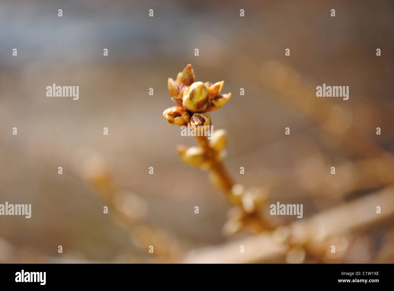 early stage of forsythia bud Stock Photo - Alamy