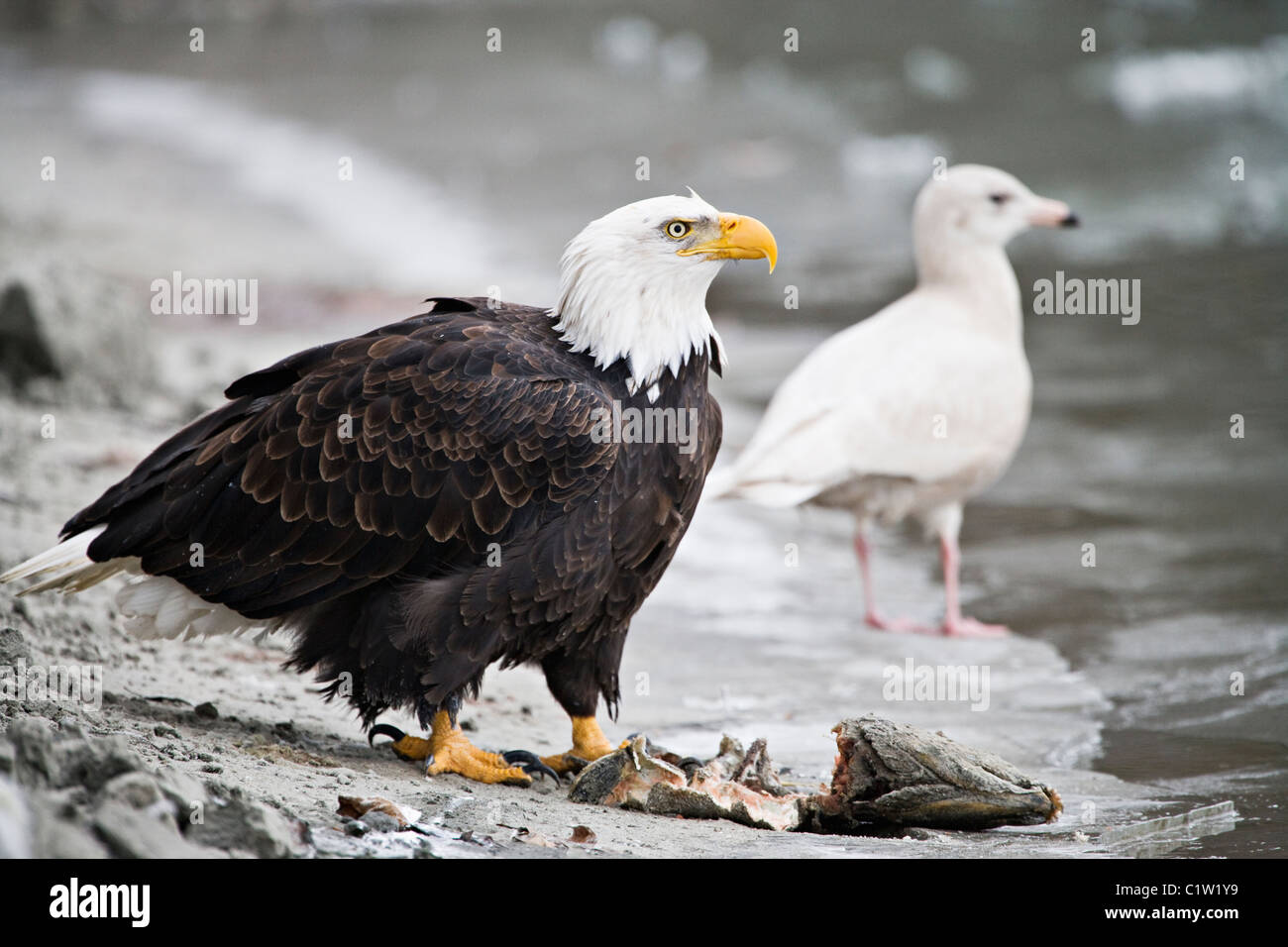 Bald Eagle guards salmon scraps from competitors as seagull looks on in ...