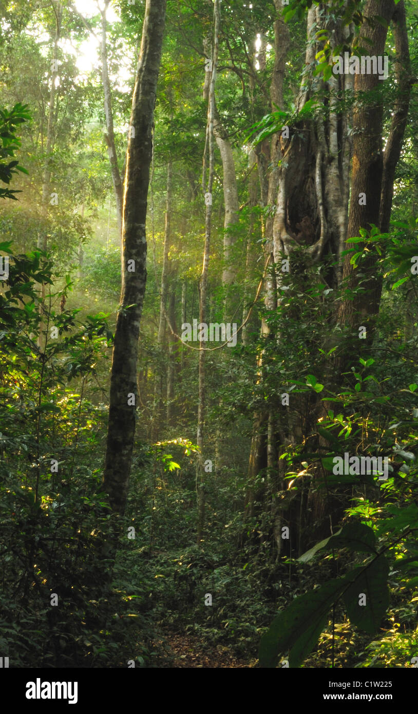 Monsoon forest habitat hi-res stock photography and images - Alamy