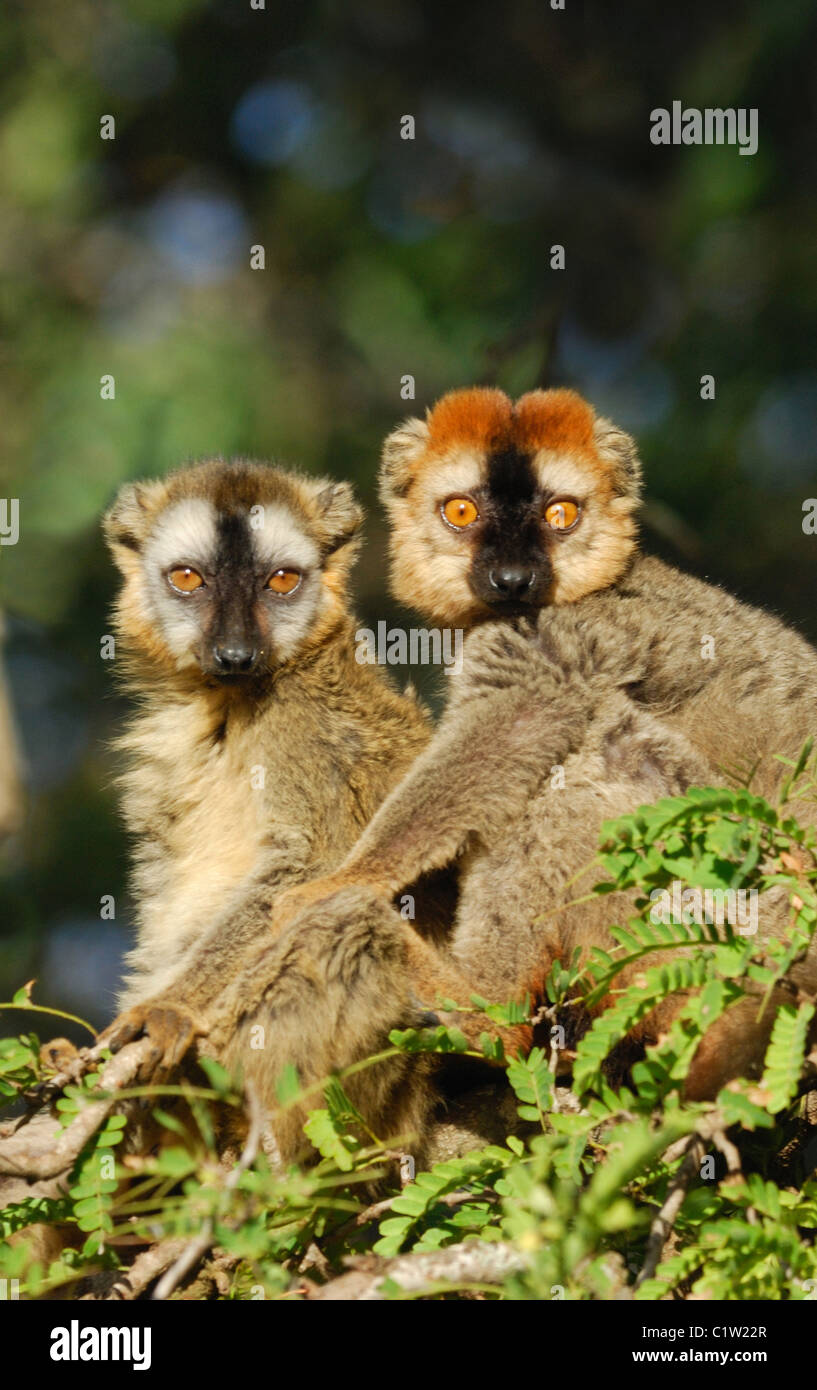 Male and Female Red-fronted Brown Lemurs (Eulemur rufus),Madagascar ...