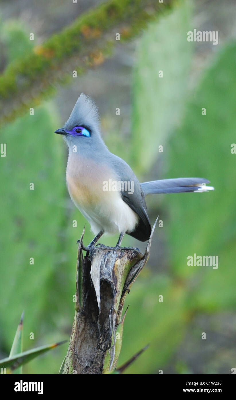 Crested Coua (Coua cristata) in the spiny Forest, southern Madagascar ...