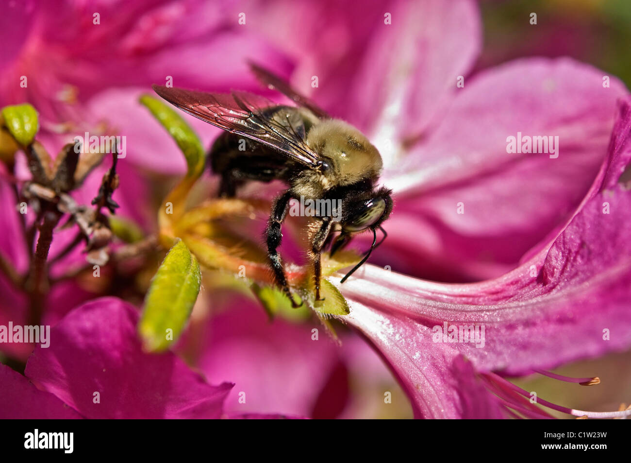 A honey bee feeding on the pollen of an Azalea plant Stock Photo - Alamy