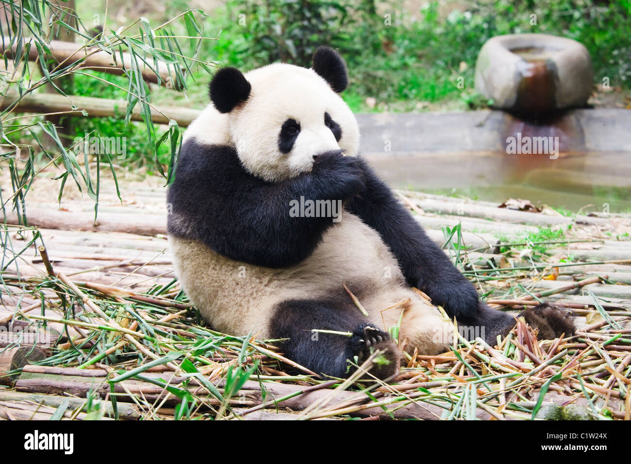 Wolong panda base hi-res stock photography and images - Alamy