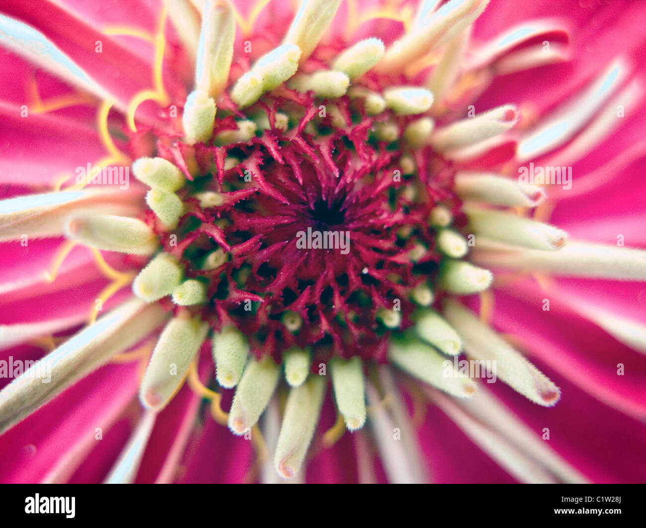 Close-up of a flower Stock Photo - Alamy