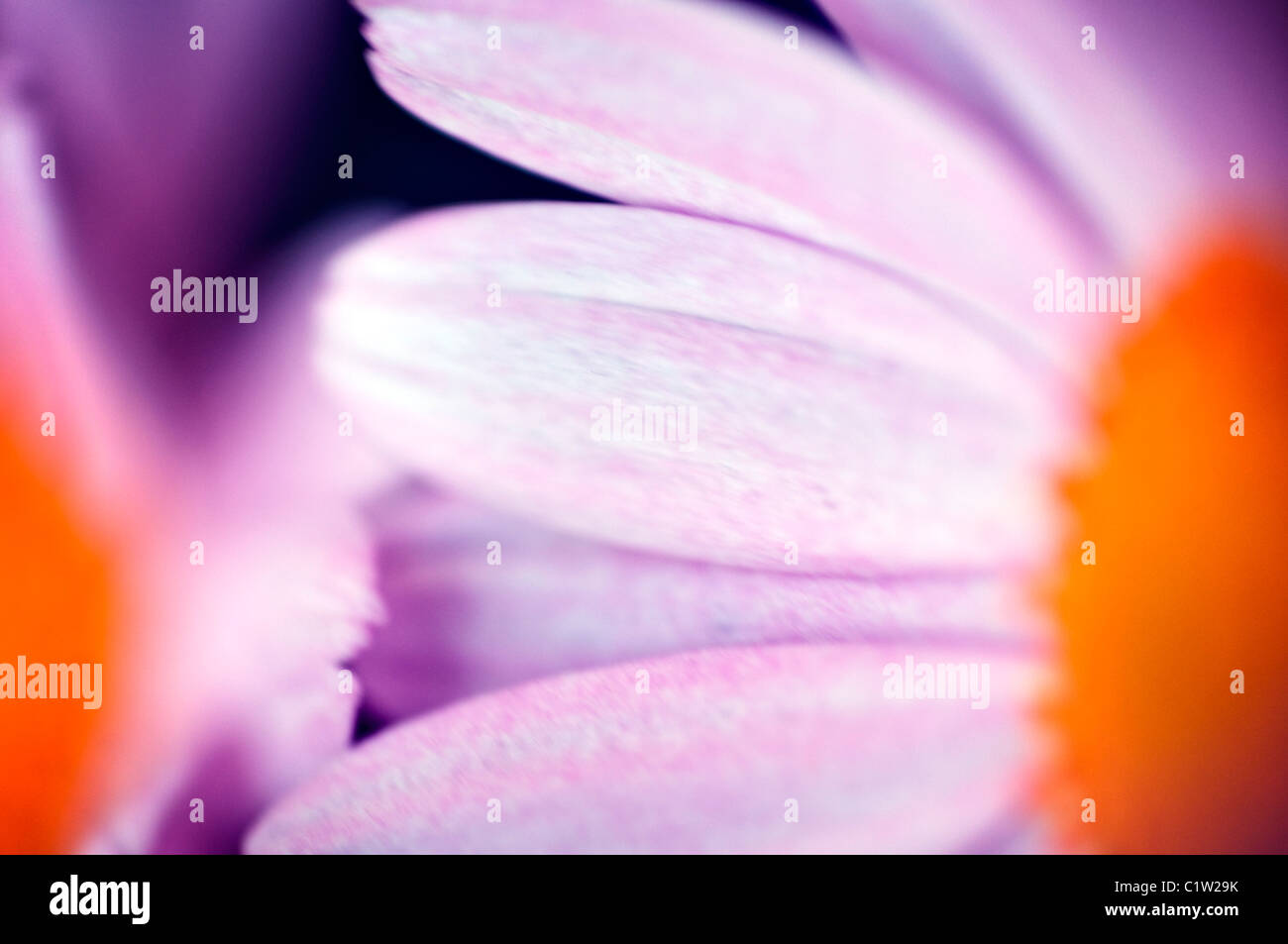 Close-up of a flower Stock Photo - Alamy