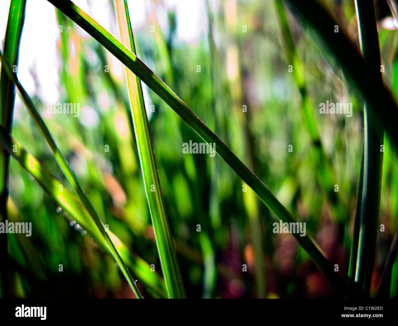Blade of grass Stock Photo - Alamy