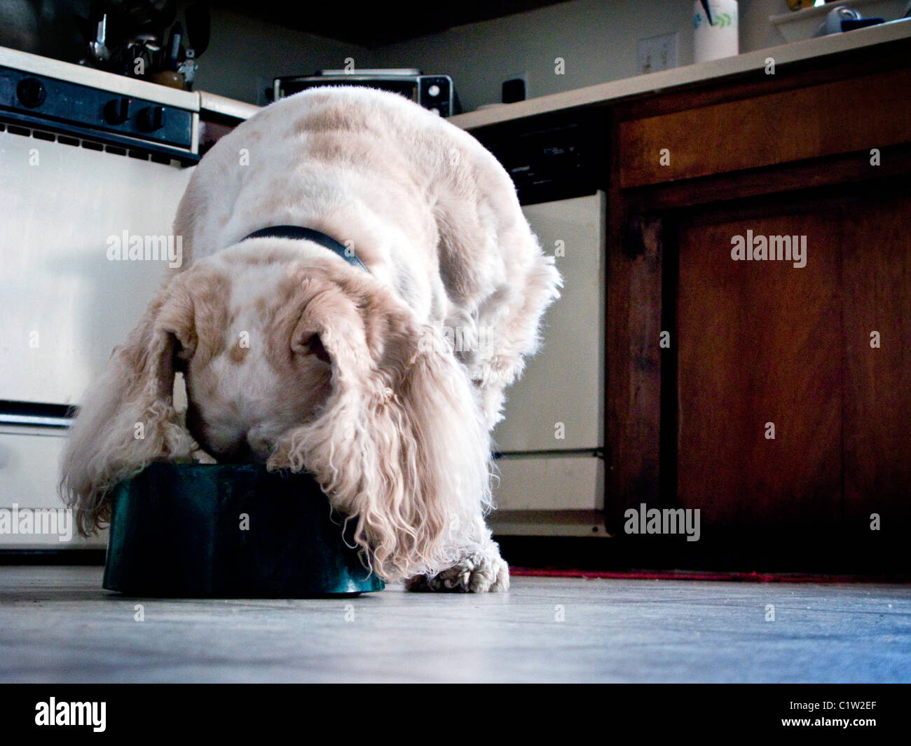 Spaniel with bowl hi-res stock photography and images - Alamy