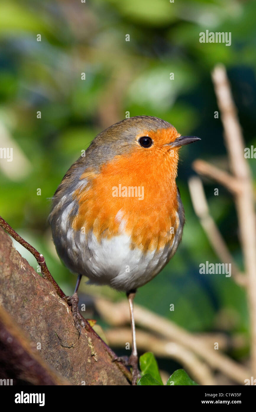 Robin eye hi-res stock photography and images - Alamy