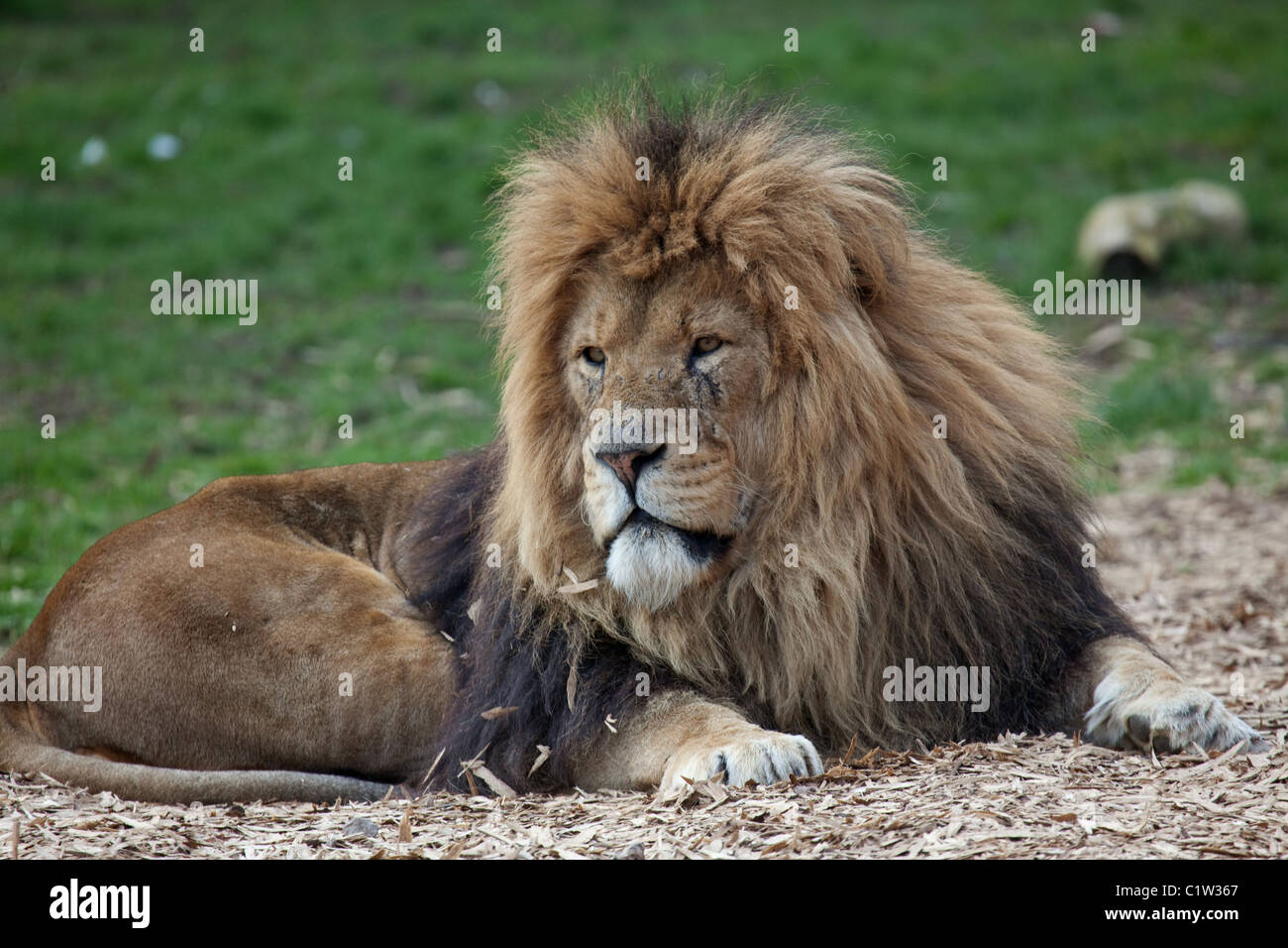 Lion enclosure hi-res stock photography and images - Alamy