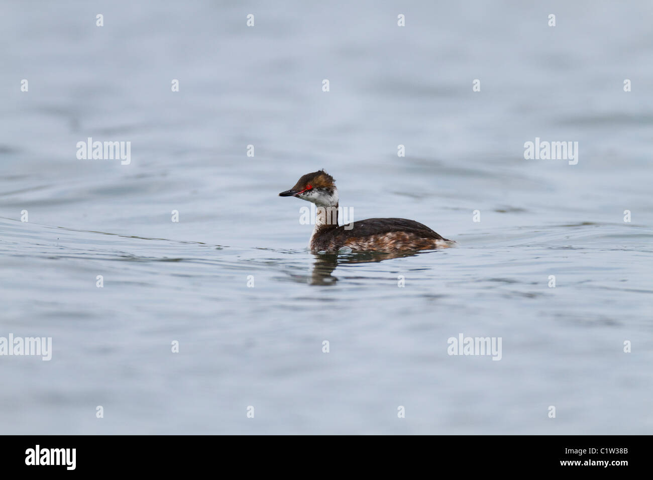 Slavonian grebe hi-res stock photography and images - Alamy