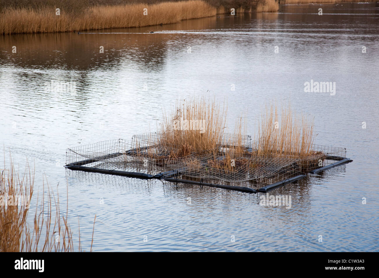 Swanpool lake hi-res stock photography and images - Alamy