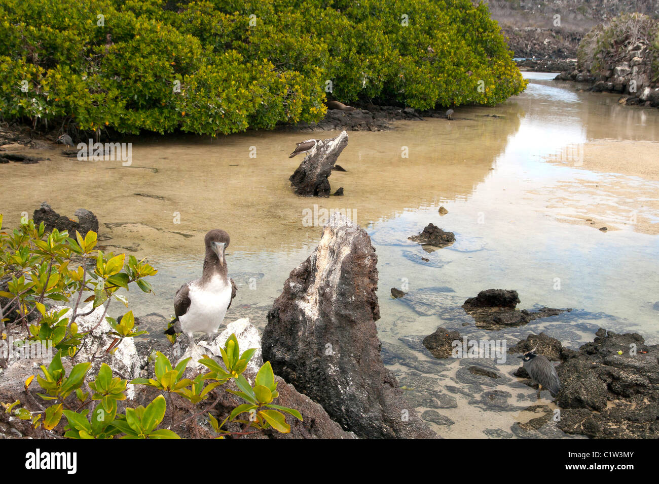 Typical landscape of the Galapagos, on Genovesa island (mangroves Stock ...