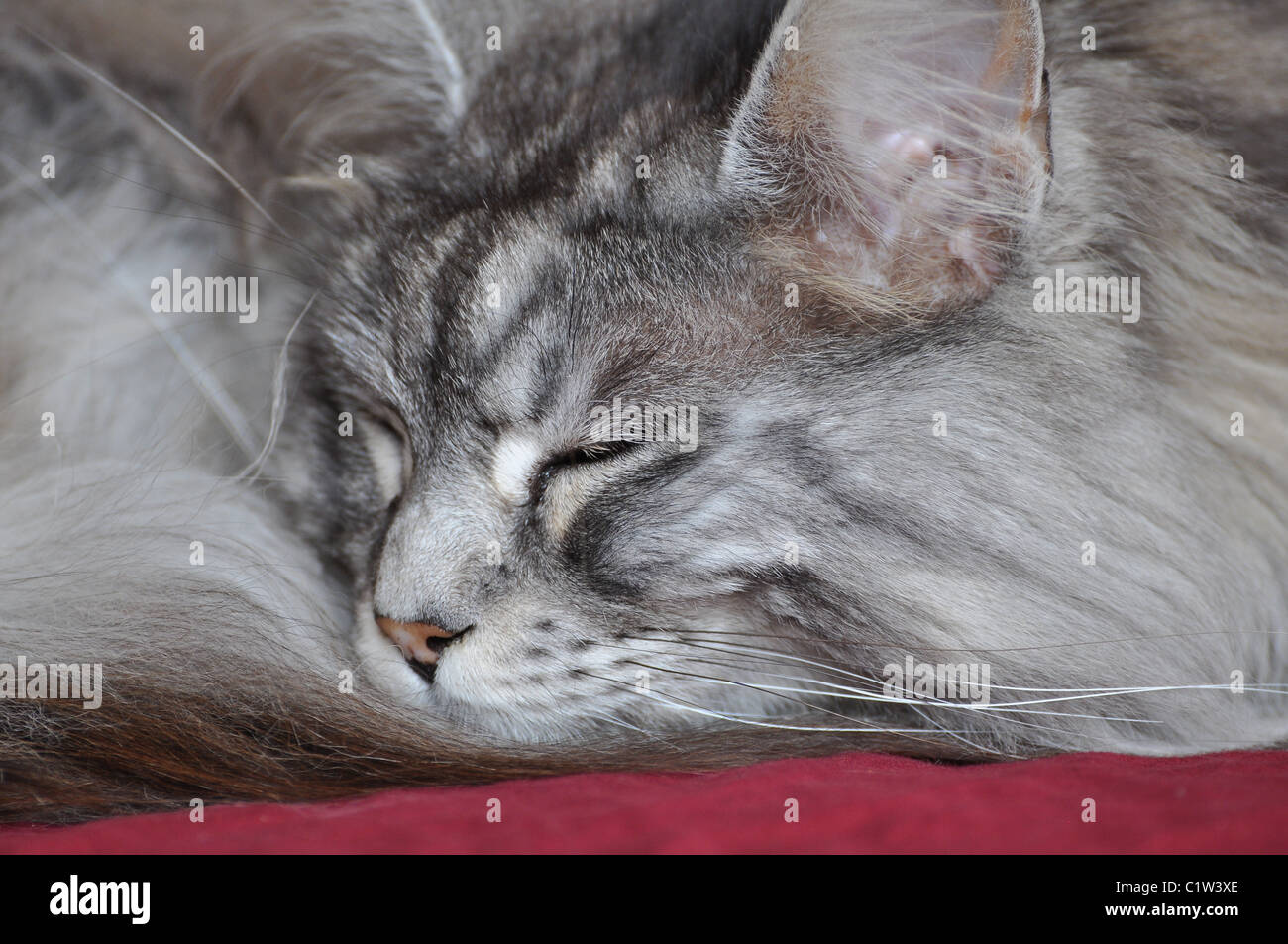 Silver Maine Coon pedigree cat Stock Photo - Alamy
