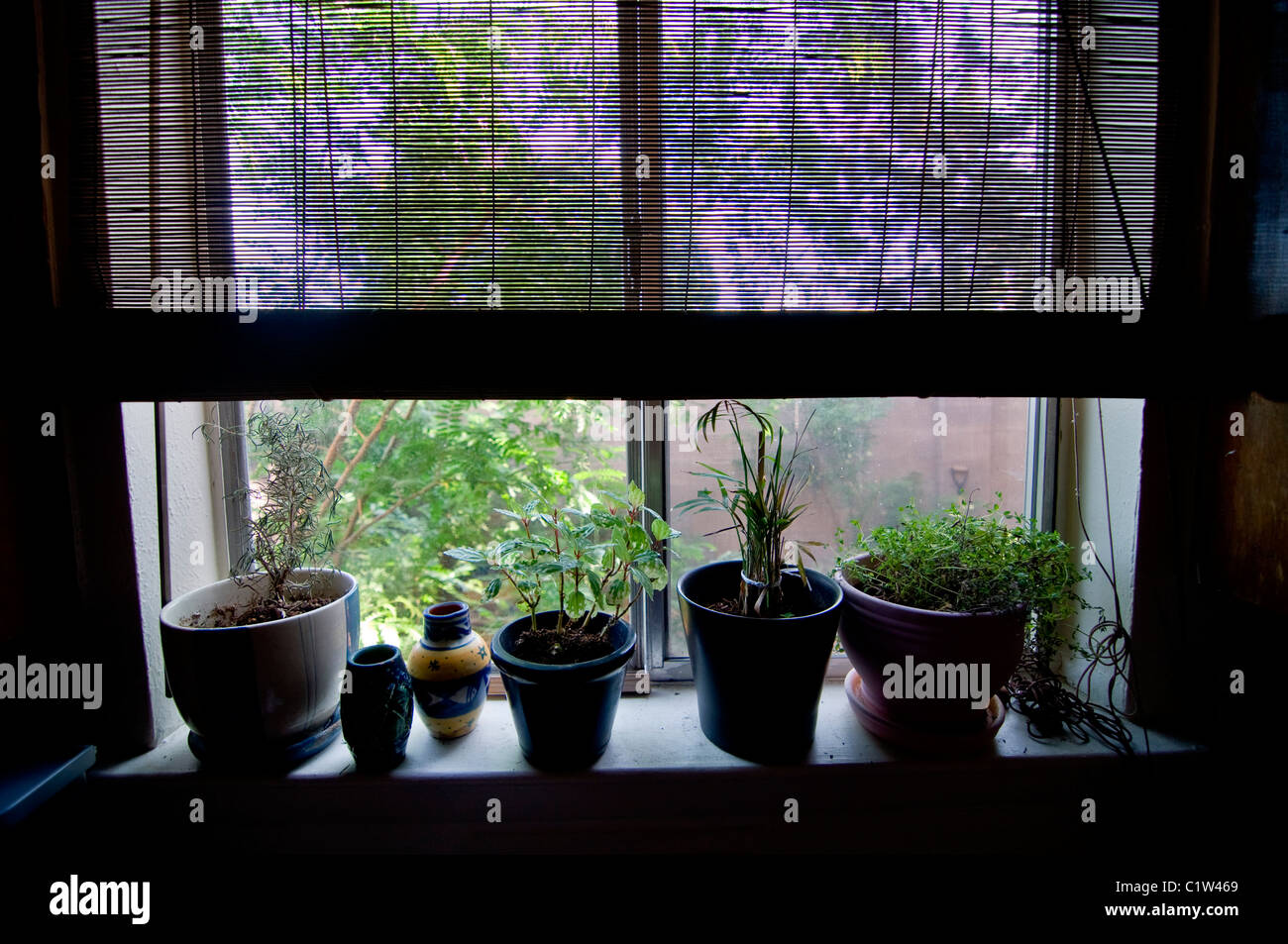 Potted plants and herbs on kitchen window Stock Photo - Alamy