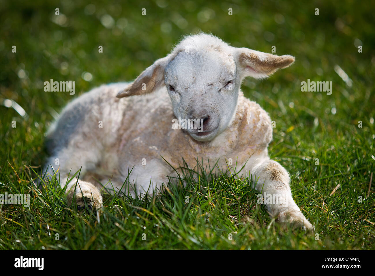 English Spring Lamb High Resolution Stock Photography and Images - Alamy