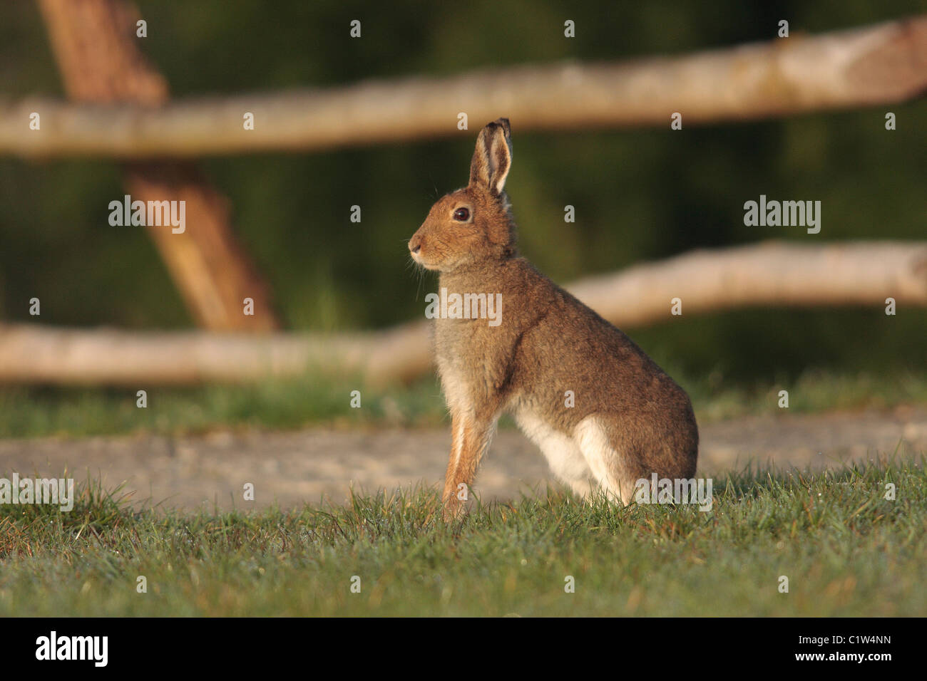 Film the march hare hi-res stock photography and images - Alamy