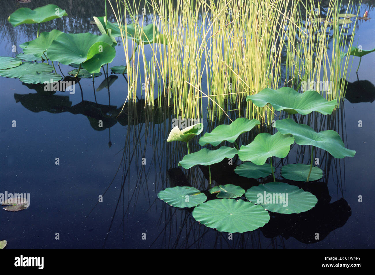 Lily pads and rushes in pond Stock Photo - Alamy