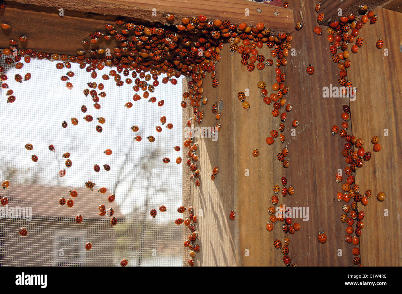 Gathered insects hi-res stock photography and images - Alamy