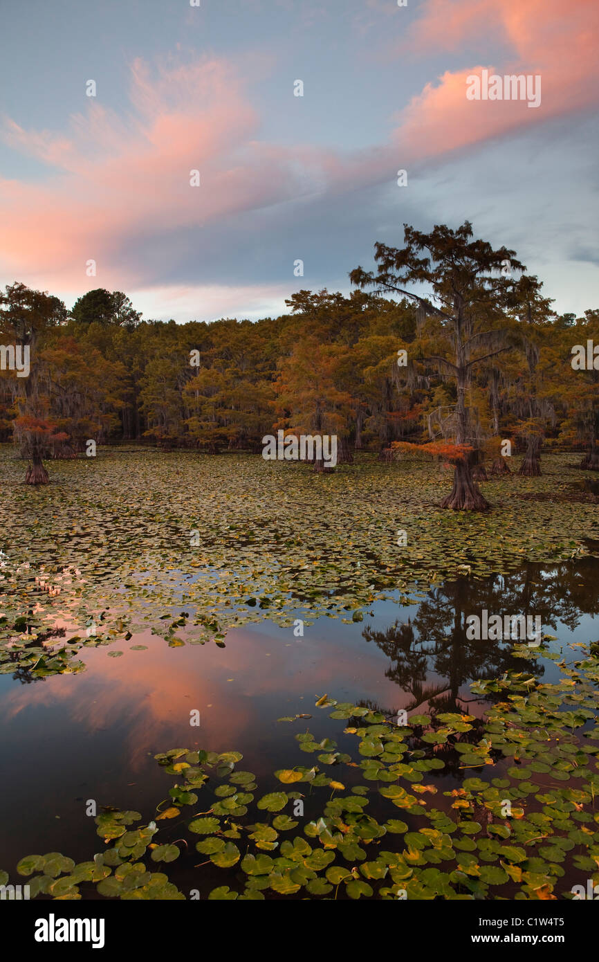 Bald cypress trees with Spanish moss in a swamp, Cypress Swamp, Caddo ...