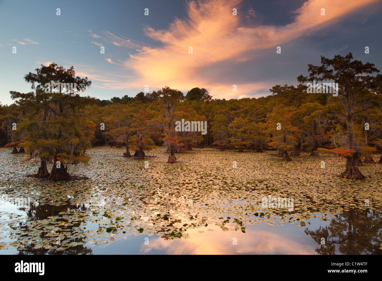 Bald cypress trees with Spanish moss in a swamp, Cypress Swamp, Caddo ...