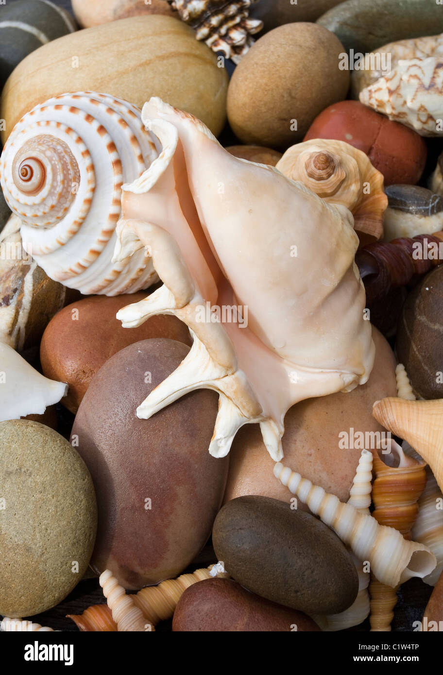 Reptile shells hi-res stock photography and images - Alamy