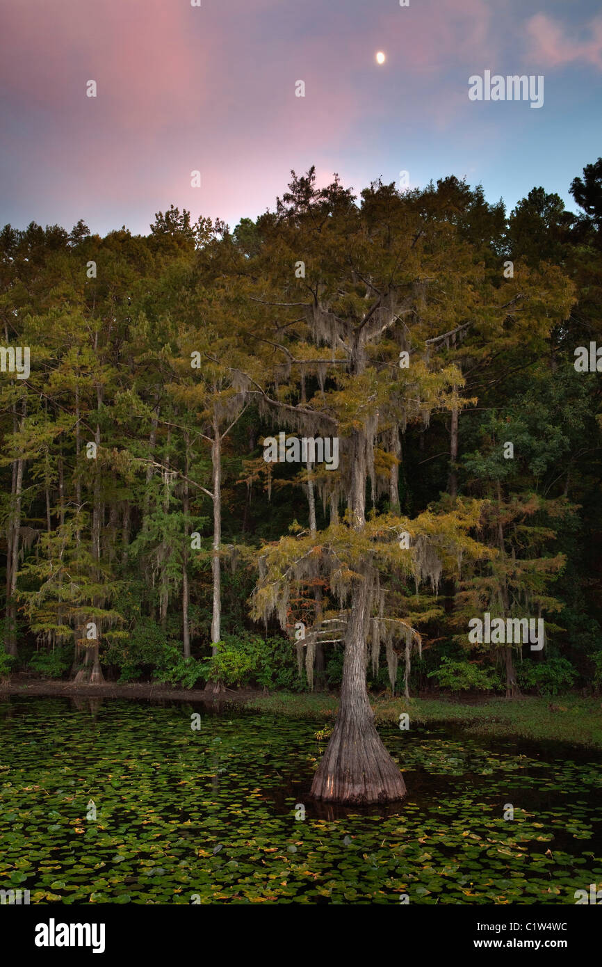 Bald cypress trees with Spanish moss in a swamp, Cypress Swamp, Caddo ...