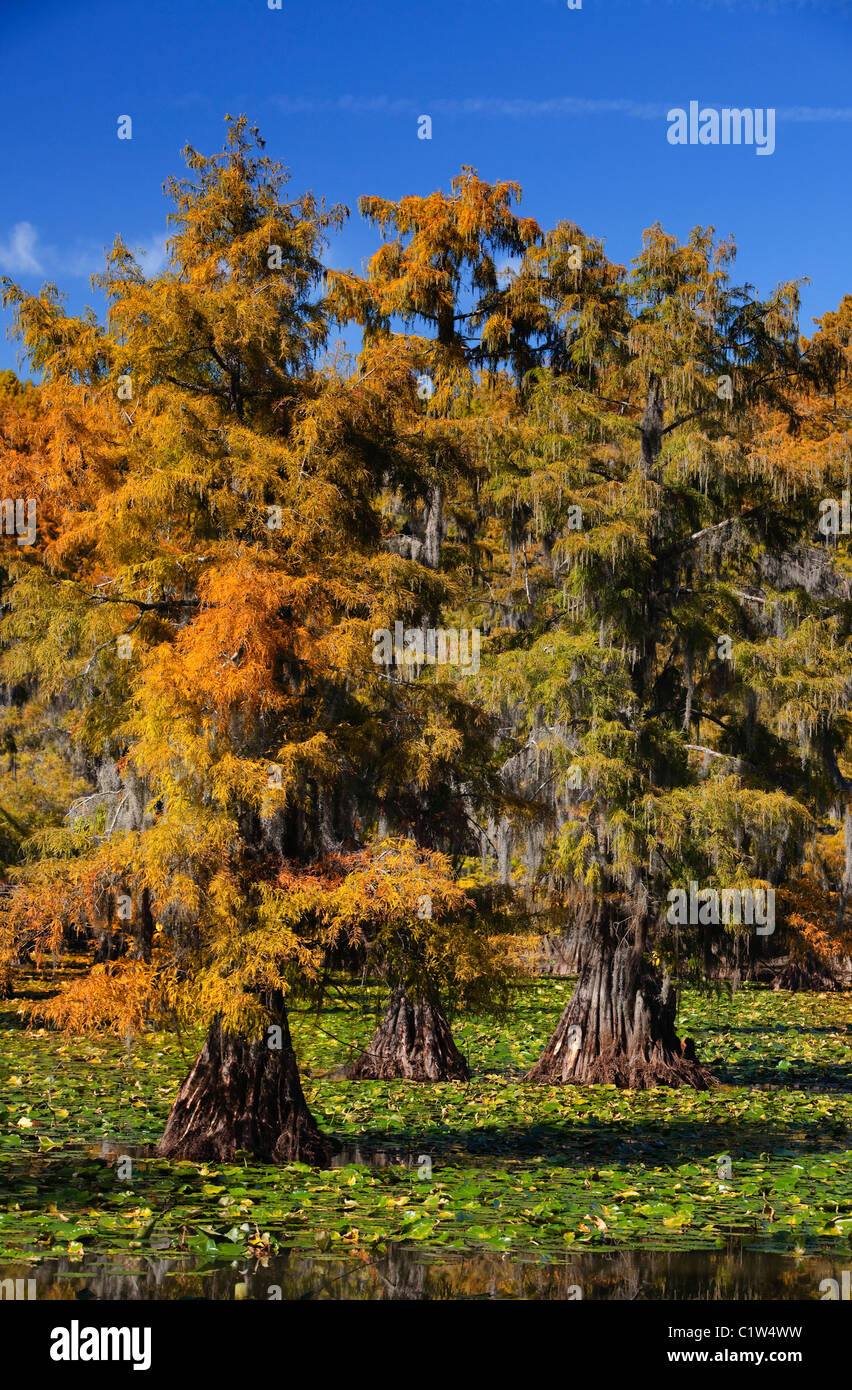 Bald cypress trees with Spanish moss in a swamp, Cypress Swamp, Caddo ...