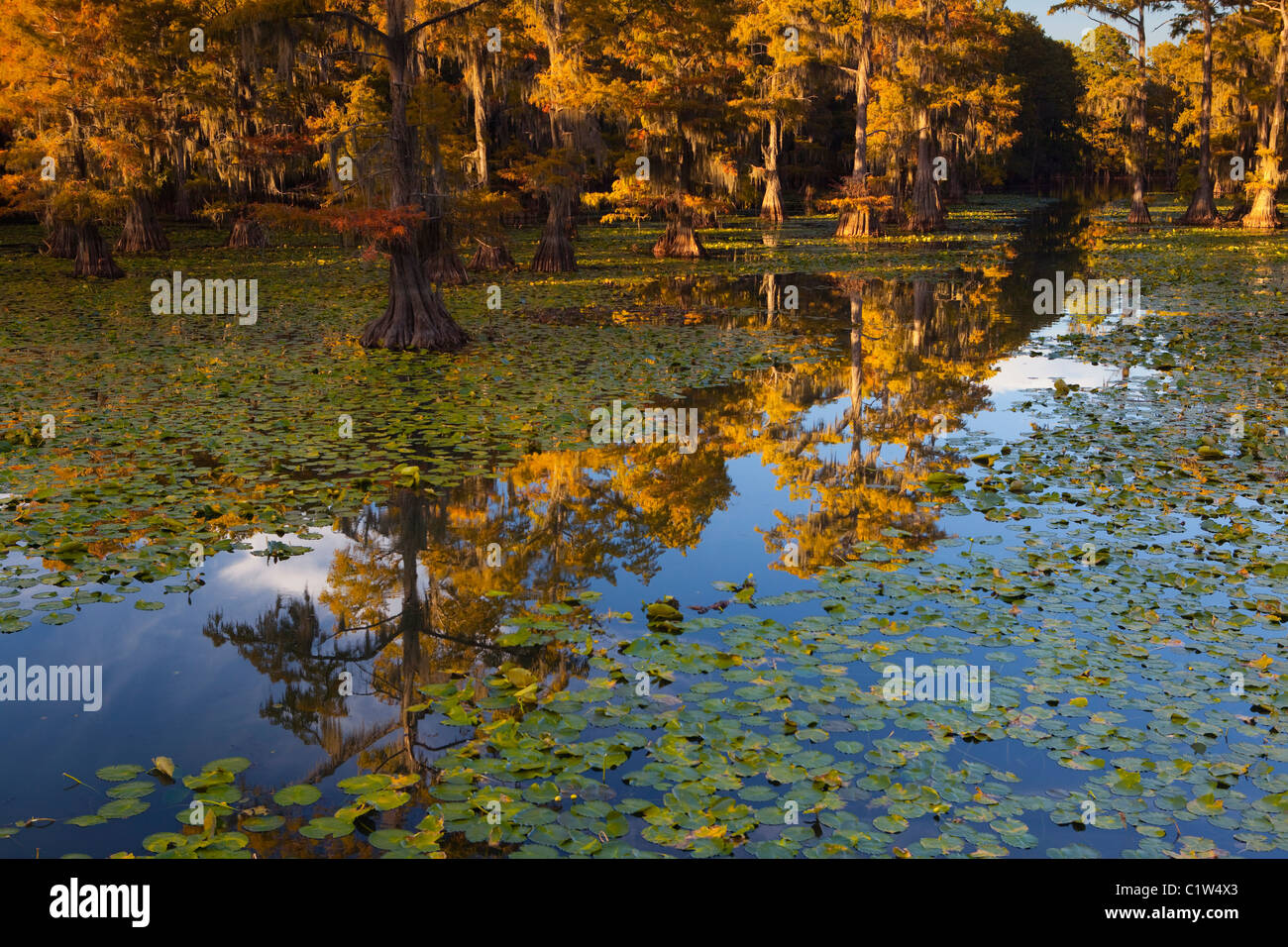 Bald cypress trees with Spanish moss in a swamp, Cypress Swamp, Caddo ...