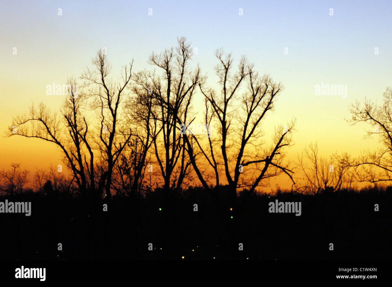 Arkansas Sunset with tall black silhouetted trees centered in the image ...