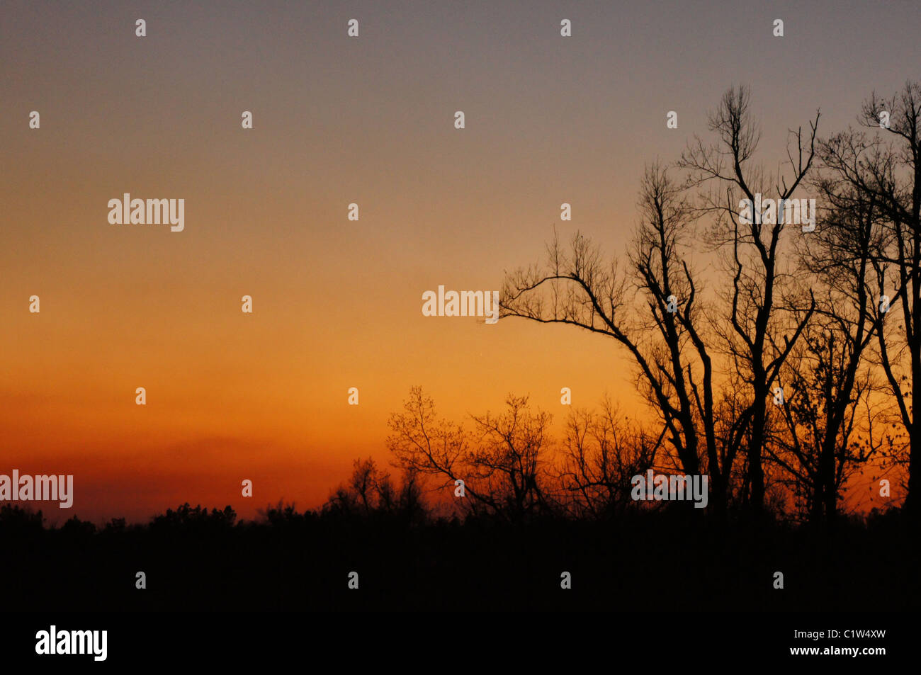 An Arkansas sunset with black silhouetted trees against a bright orange ...