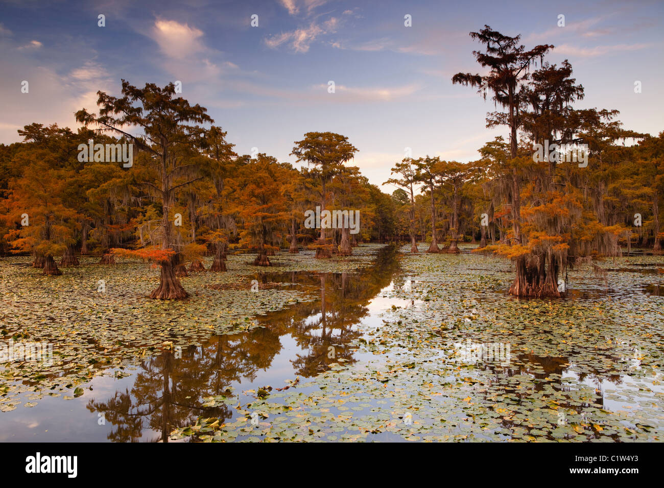 Bald cypress trees with Spanish moss in a swamp, Cypress Swamp, Caddo ...