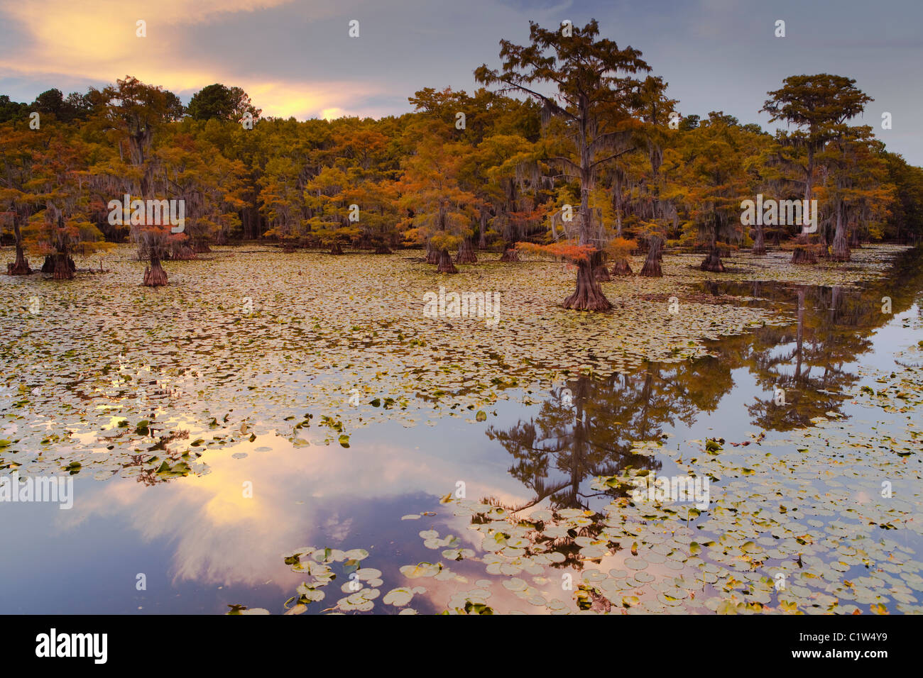 Bald cypress trees with Spanish moss in a swamp, Cypress Swamp, Caddo ...