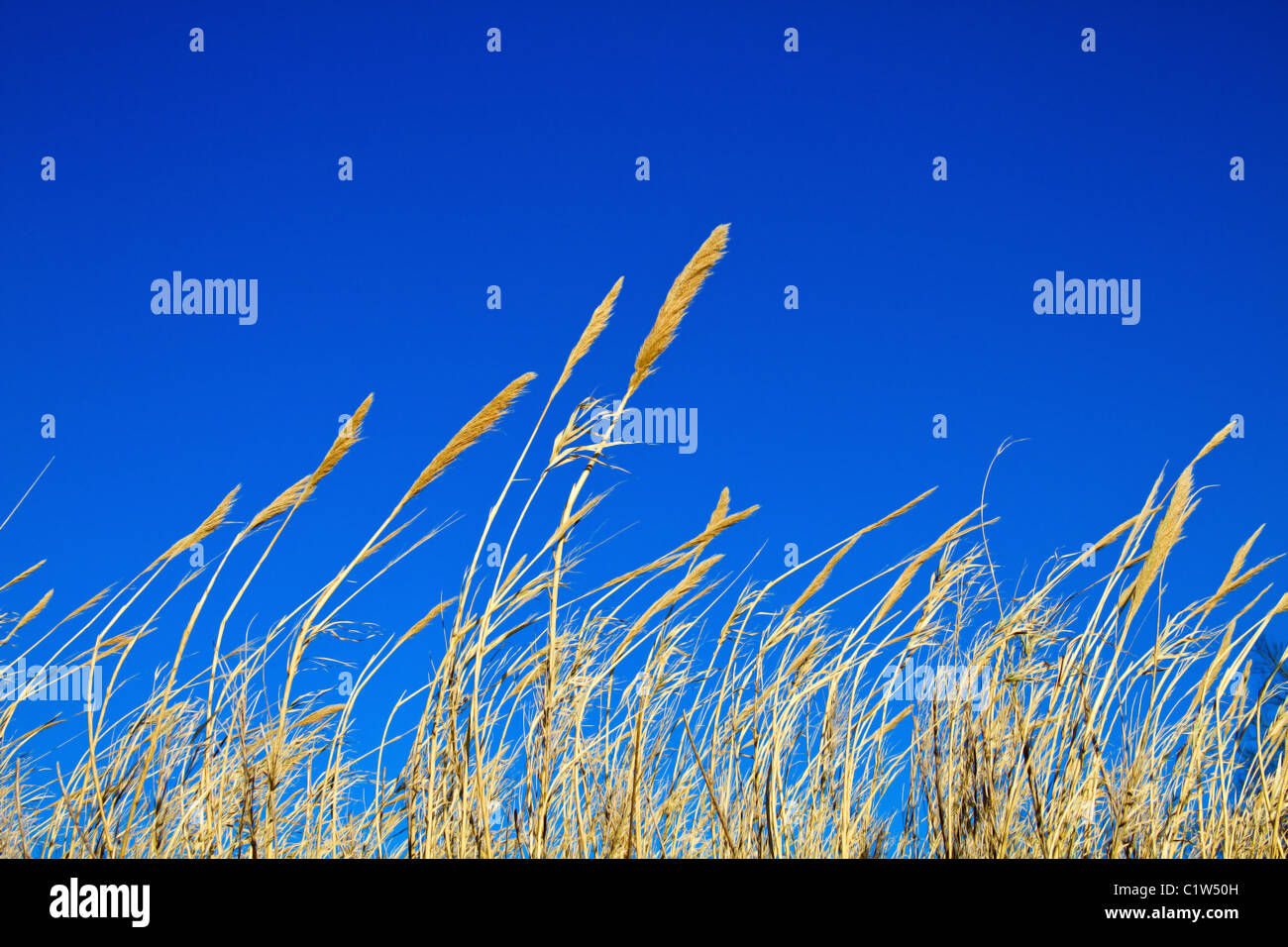 Waving grass with seed heads against a beautiful blue sky Stock Photo ...